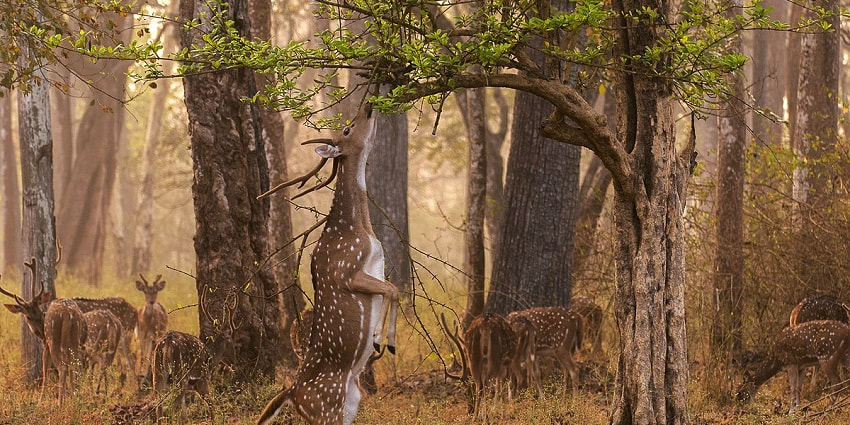 Kabini Jungle Safari: Adventure Awaits You On This Safari - TripXL