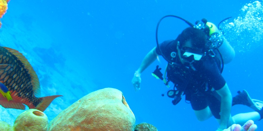 Scuba Diving On Elephant Beach: Your Next Beach Adventure - TripXL