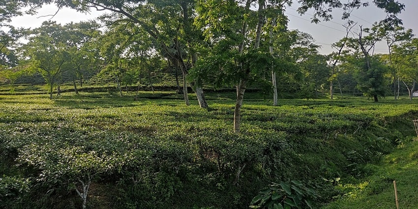 10 Things to Do in Palampur That Are Worth Trying Amid Hills - TripXL