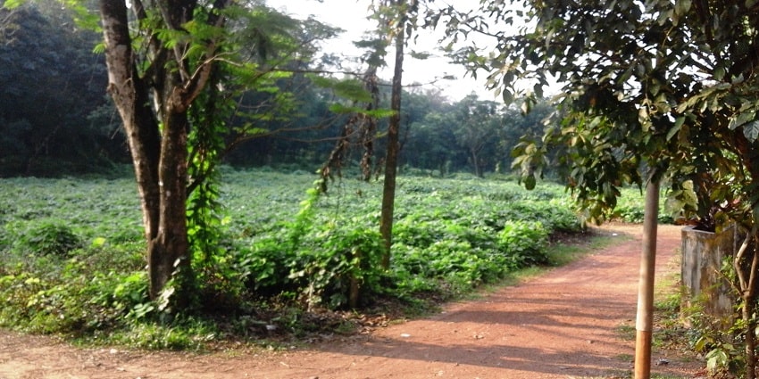 Wildlife Sanctuaries In Kerala: A Glimpse Of Flora And Fauna- TripXL