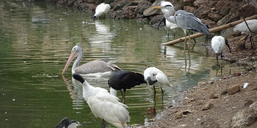 Trivandrum Zoo: The Most Advanced Wildlife Spot In Kerala - TripXL