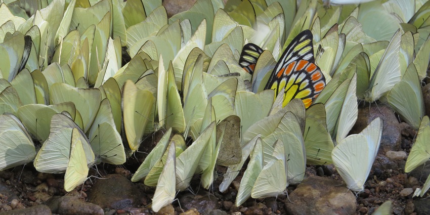 Malom Wildlife Sanctuary: Explore The Nature And Wildlife - TripXL