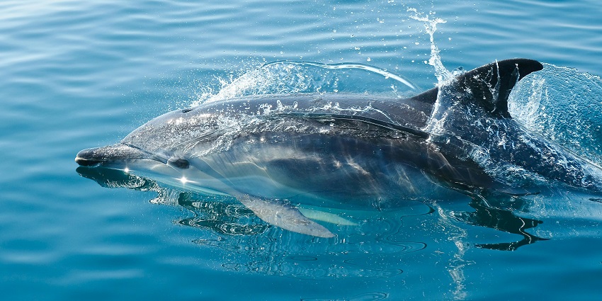 10 Things To Do In Andaman In December For A Fun-Filled Trip - TripXL