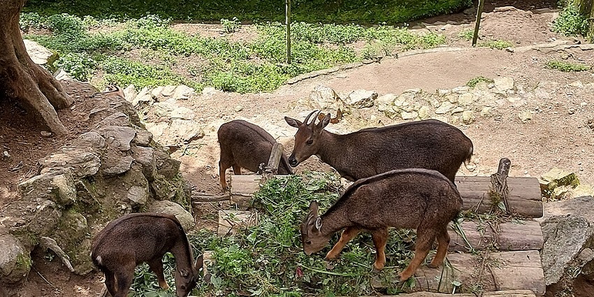 Manda Zoo: Discover Wildlife Wonders Of Jammu And Kashmir - TripXL