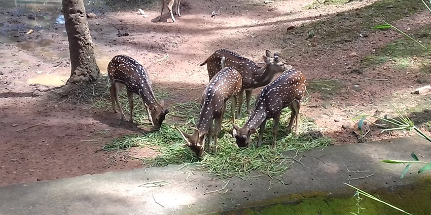 Top Zoos in Kochi: Discover Wildlife in the Heart of Kerala - TripXL