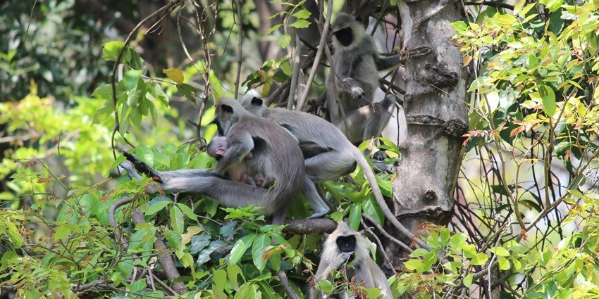 Top 10 Jungle Safaris in Kerala: Explore the Wilderness - TripXL