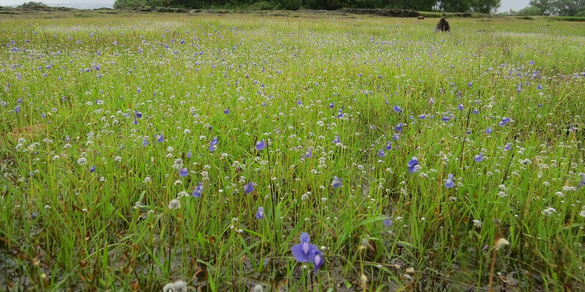 14 Best Places To Visit Near Kannur: Your Next Coastal Escape- TripXL