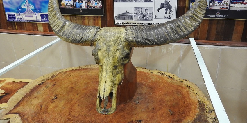 Zonal Anthropological Museum: History In Every Brushstroke - TripXL