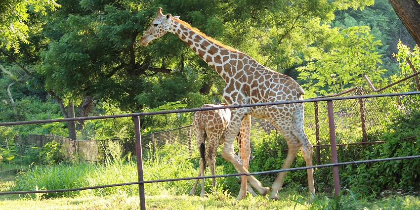 Zoos In India: Exploring The Zoological Landscape Of India - TripXL
