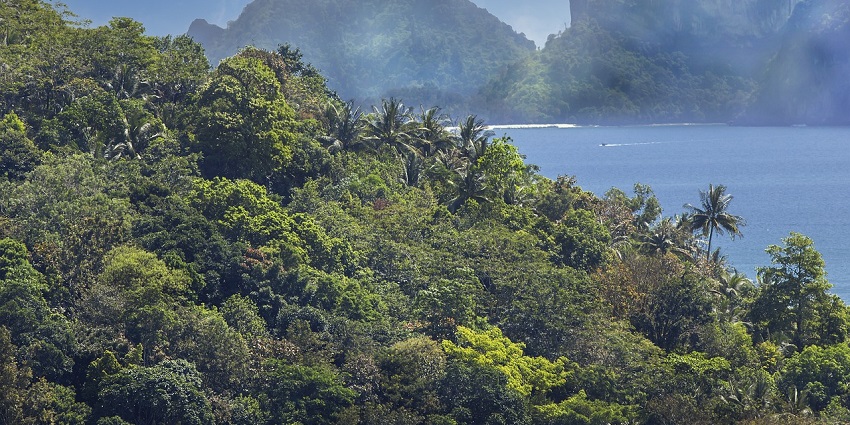 Galathea National Park: A Haven Of Biodiversity & Dense Forests- TripXL