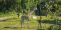 Karimpuzha Wildlife Sanctuary: Explore The Surreal Wilderness- TripXL