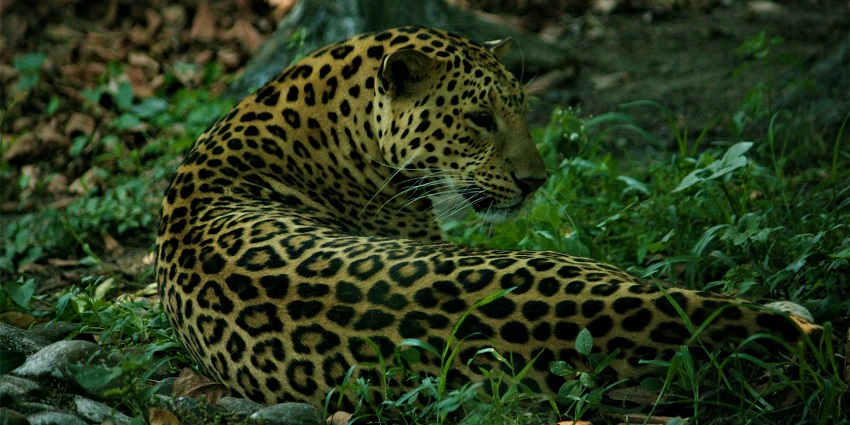 Zoos In India: Exploring The Zoological Landscape Of India - TripXL