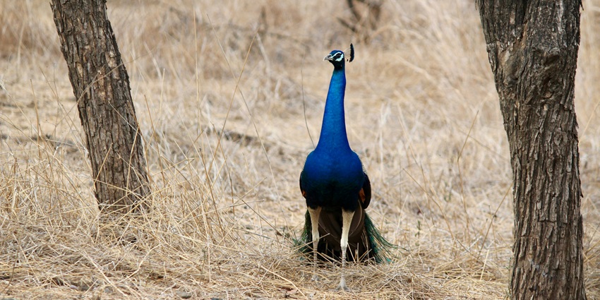 Shendurney Wildlife Sanctuary: Nature’s Best-Kept Secret - TripXL