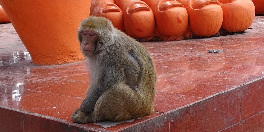Jakhu Temple: A Spiritual Retreat In The Heart Of Shimla - TripXL