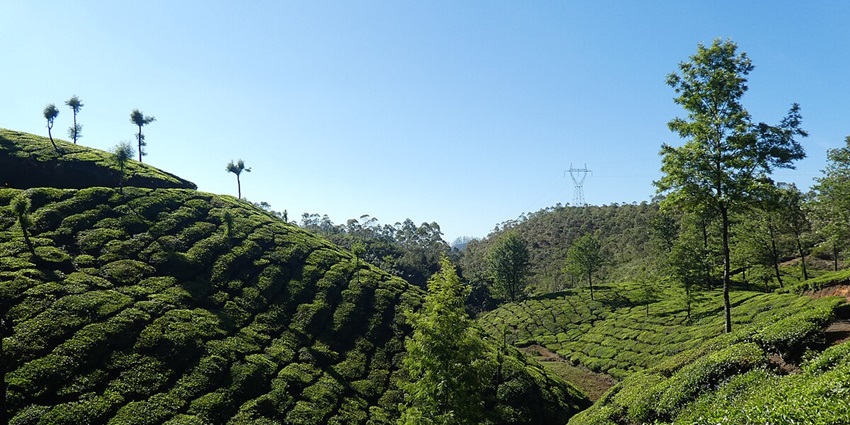 Places To Visit In Munnar With Family On Your Trip To Kerala - TripXL