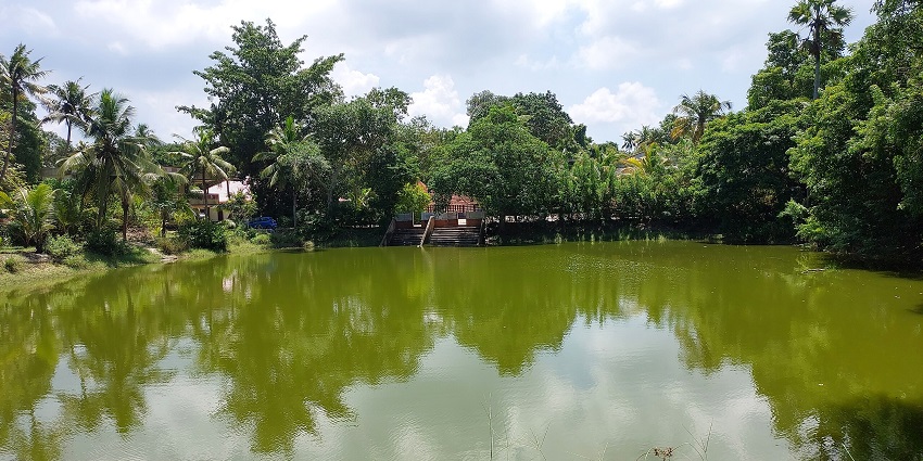 Top 14 Nagaraja Temples In Kerala For A Spiritual Solace - TripXL