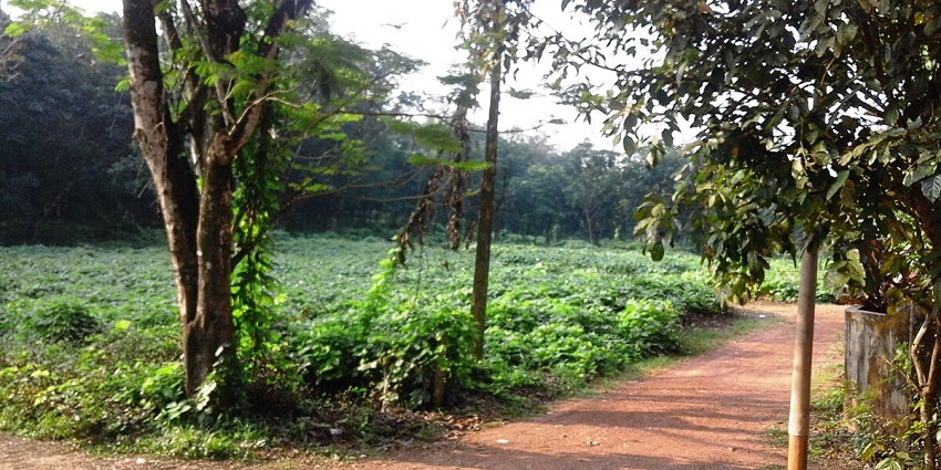 10 Best Places To Visit In Nilambur For Nature Enthusiasts - TripXL