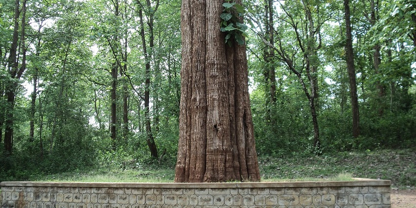 10 Best Places To Visit In Nilambur For Nature Enthusiasts - TripXL