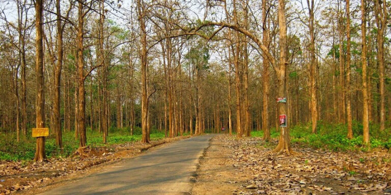 10 Best Places To Visit In Nilambur For Nature Enthusiasts - TripXL