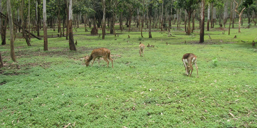 Shendurney Wildlife Sanctuary: Nature’s Best-Kept Secret - TripXL