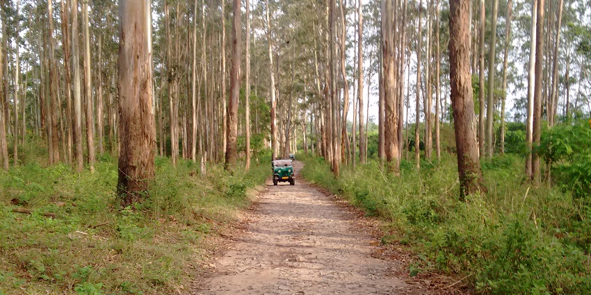 Thekkady Wildlife Sanctuary: Blessed With Nature’s Abundance- TripXL