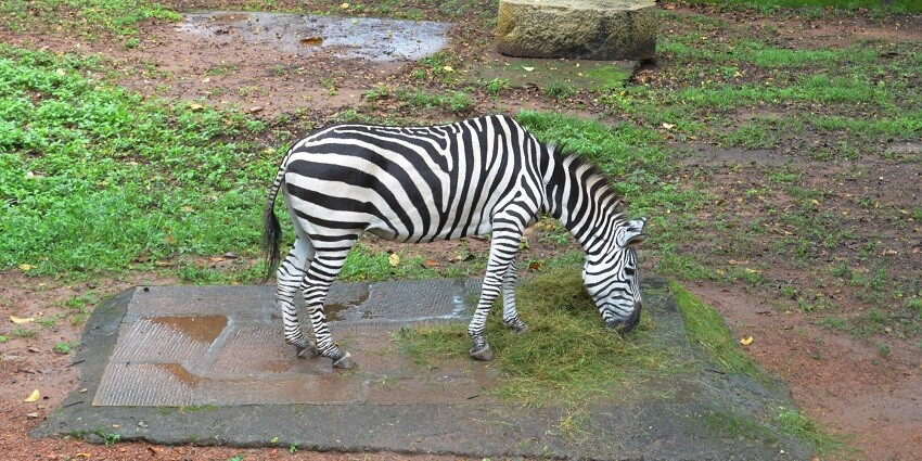 Trivandrum Zoo: The Most Advanced Wildlife Spot In Kerala - TripXL