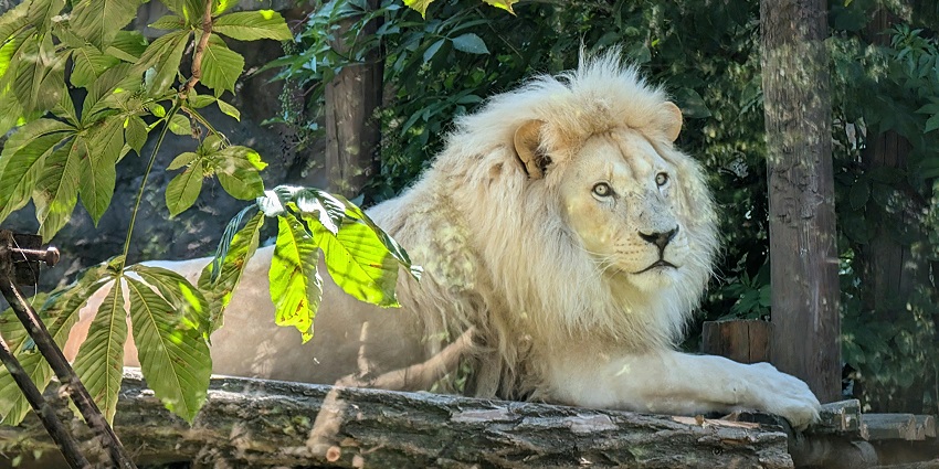 Zoo In Pahalgam: Enjoy A Wild Adventure In Kashmir’s Wilderness - TripXL