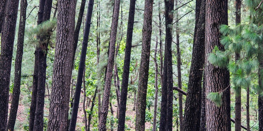 10 Best Hill Stations Near Rourkela For A Memorable Trip - TripXL