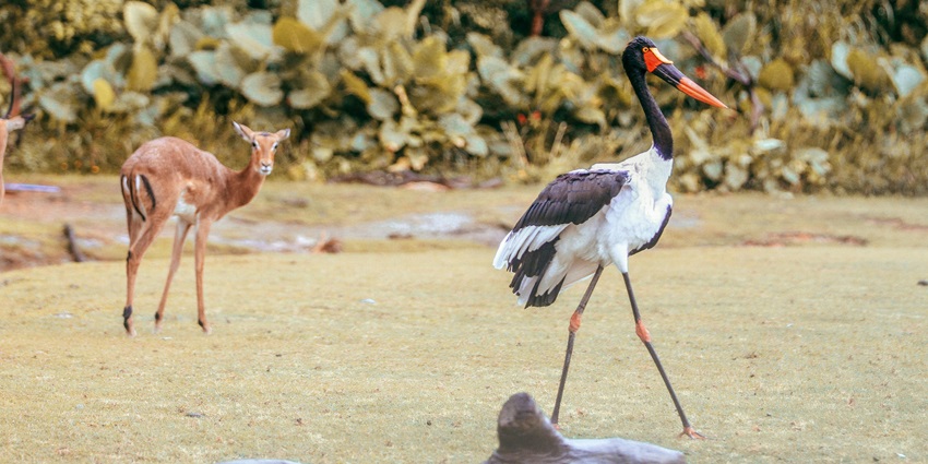 Deepor Beel Wildlife Sanctuary: The Ecological Significance - TripXL