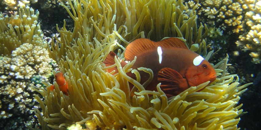 Scuba Diving In Neil Island: A Sport For Adventure Lovers - TripXL