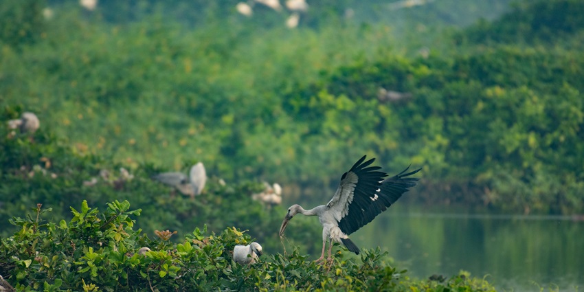11 Wildlife Sanctuaries In Bali For Every Nature Enthusiast - TripXL