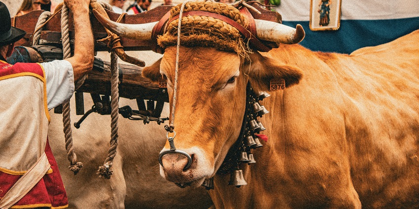 Festivals In Jharkhand: Get Into The Celebration Mode - TripXL