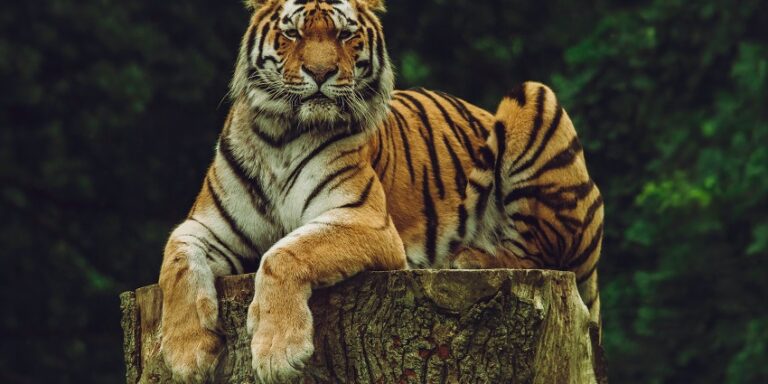15 Places To Visit In Siliguri For Travellers To Explore - TripXL