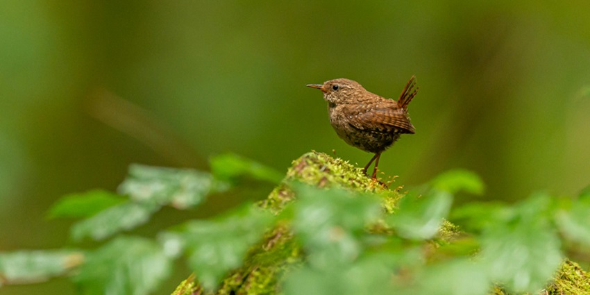 Gumti Wildlife Sanctuary: Paradise For Nature Enthusiasts - TripXL