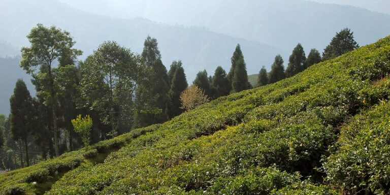 Airports In Darjeeling: Experiencing The Scenic Flight Journey - TripXL