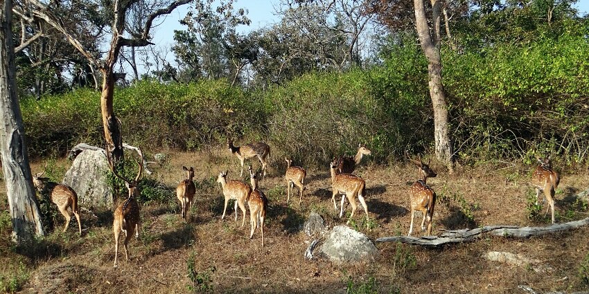 Bison National Park: Unveil The Wildlife Wonders Of Tripura - TripXL