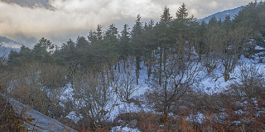 Barsey Rhododendron Wildlife Sanctuary: Your Next Escape Into Wildlife ...