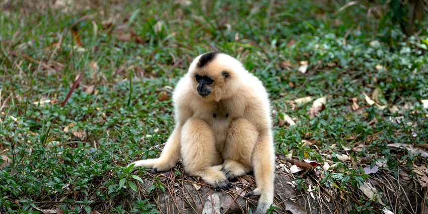 Gumti Wildlife Sanctuary: Paradise For Nature Enthusiasts - TripXL