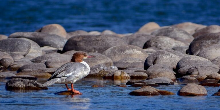 Nameri National Park: Exploring Assam’s Exotic Wildlife - TripXL