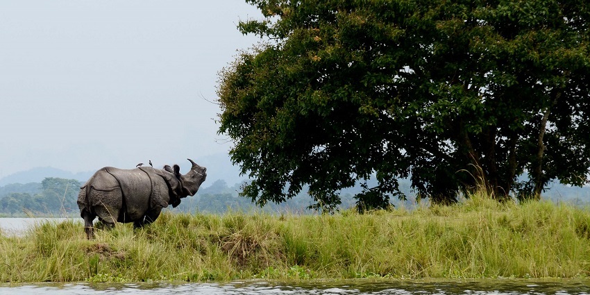 Bison National Park: Unveil The Wildlife Wonders Of Tripura - TripXL
