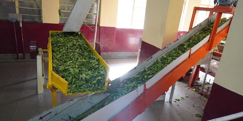 Kannan Devan Tea Museum: Explore Tea and Tradition - TripXL