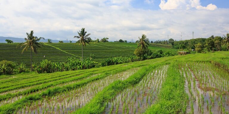 Bungee Jumping In Bali: A Must Thing To Do For Every Adventurer - TripXL