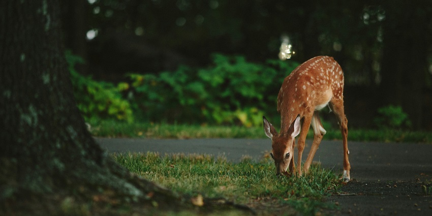 10 Wildlife Sanctuaries In Manipur For Every Nature Lover - TripXL