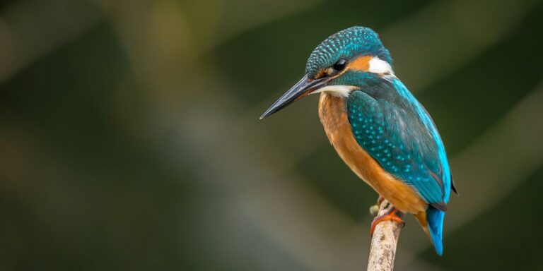 10 Wildlife Sanctuaries In Manipur For Every Nature Lover - TripXL