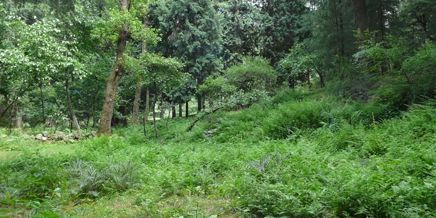 Van Vihar National Park Manali: Your Next Wildlife Adventure - TripXL