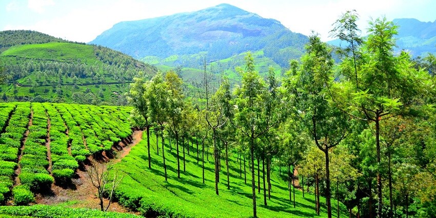 Camping In Munnar: Guide For Spending Time In Mother Nature - TripXL