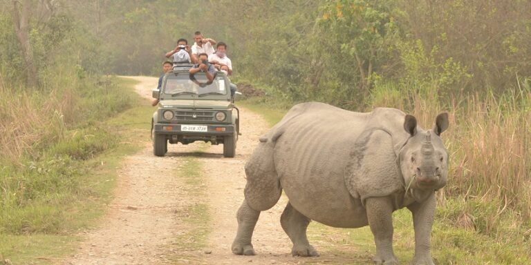 Assam Picnic Places: Top Scenic Spots In Assam For A Day Out - TripXL
