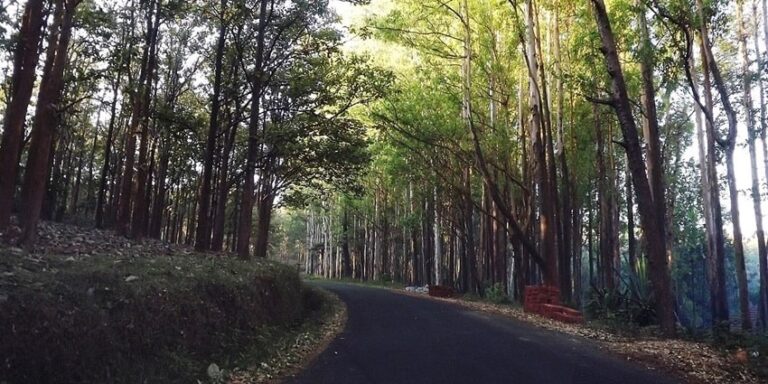 15 Things To Do In Dimapur: All You Need To Know About - TripXL