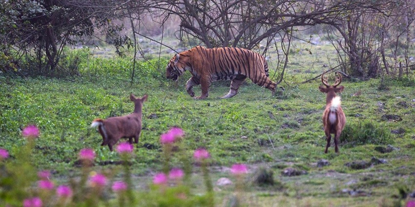 10 National Parks In Nagaland: A Nature Enthusiast’s Haven - TripXL