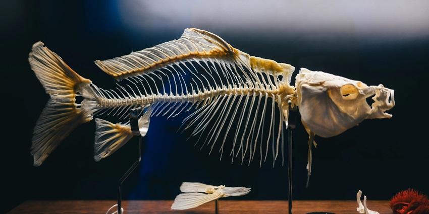 Fish Museum In Vizag: Delve In The Amazing Marine Life - TripXL
